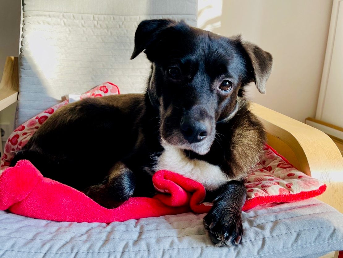 Docker Captains Take 5 — Thorsten Hans | Docker